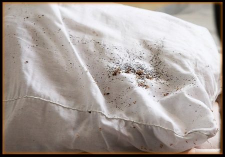 The Best Bed Bug Poop Pictures - Bed Bugs Pics