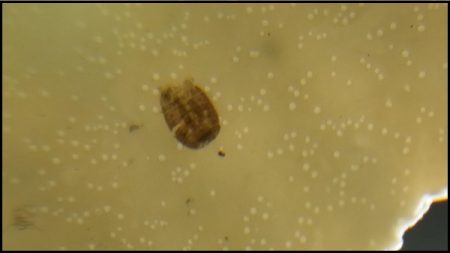 Bed Bug Shells Pictures - Bed Bugs Pics